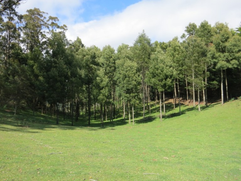 Blackwood Plantation Financial Model | Tasmanian Blackwood Growers ...
