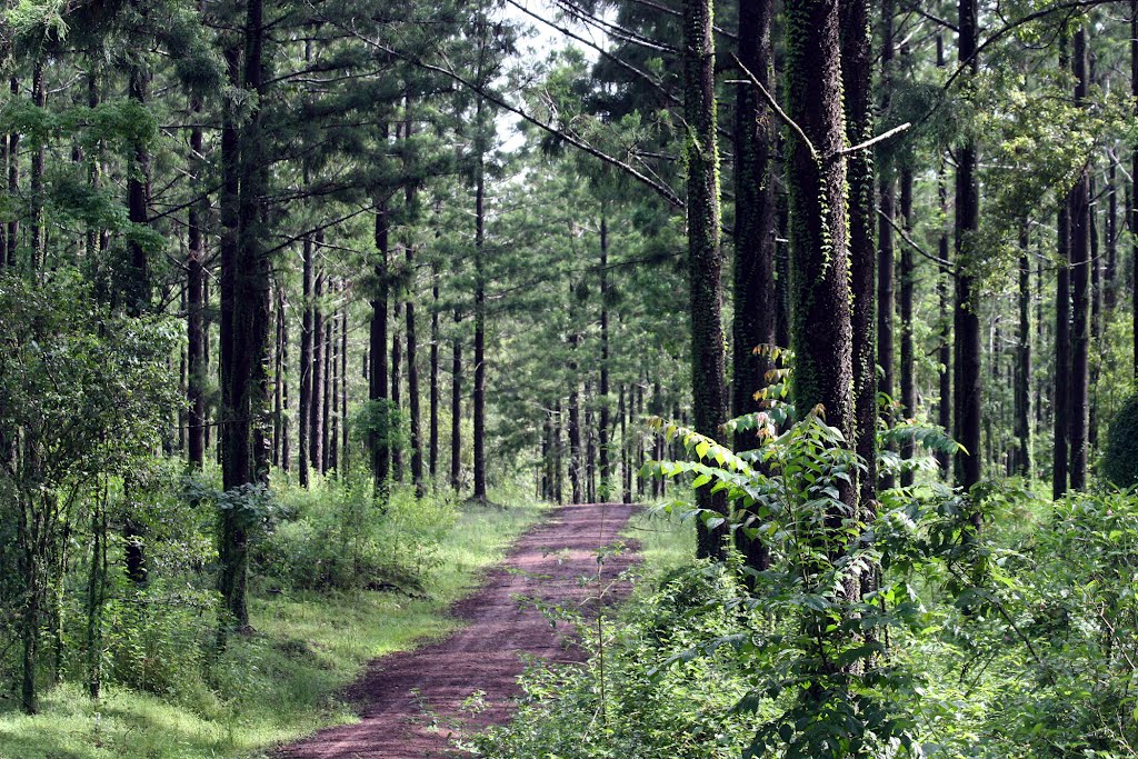 Hoop pine | Tasmanian Blackwood Growers Cooperative